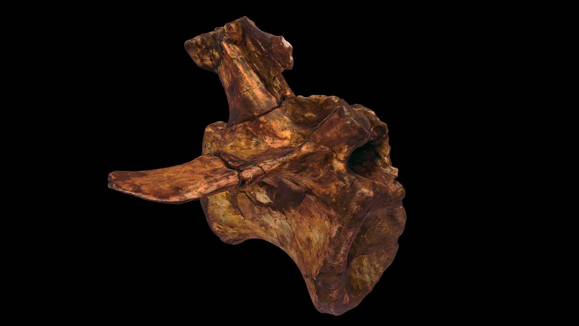 Ca12 - Spinosaurus aegyptiacus neotype - 3D model by Gabriele ...