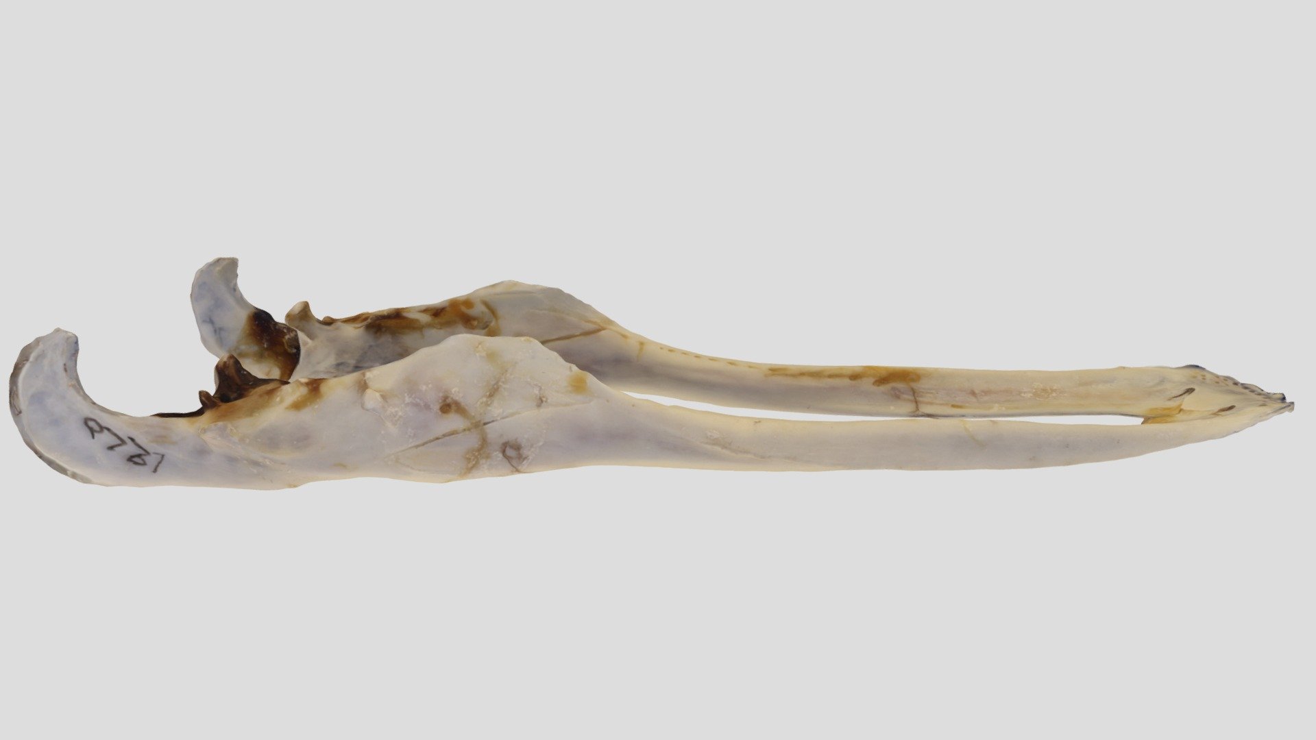 UWYMV:Bird:1220, Aythya affinis, Mandible - Download Free 3D model by ...