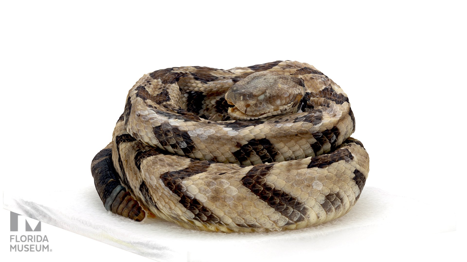 Timber Rattlesnake (preserved) - 3D model by FloridaMuseum [bb3b9d7 ...