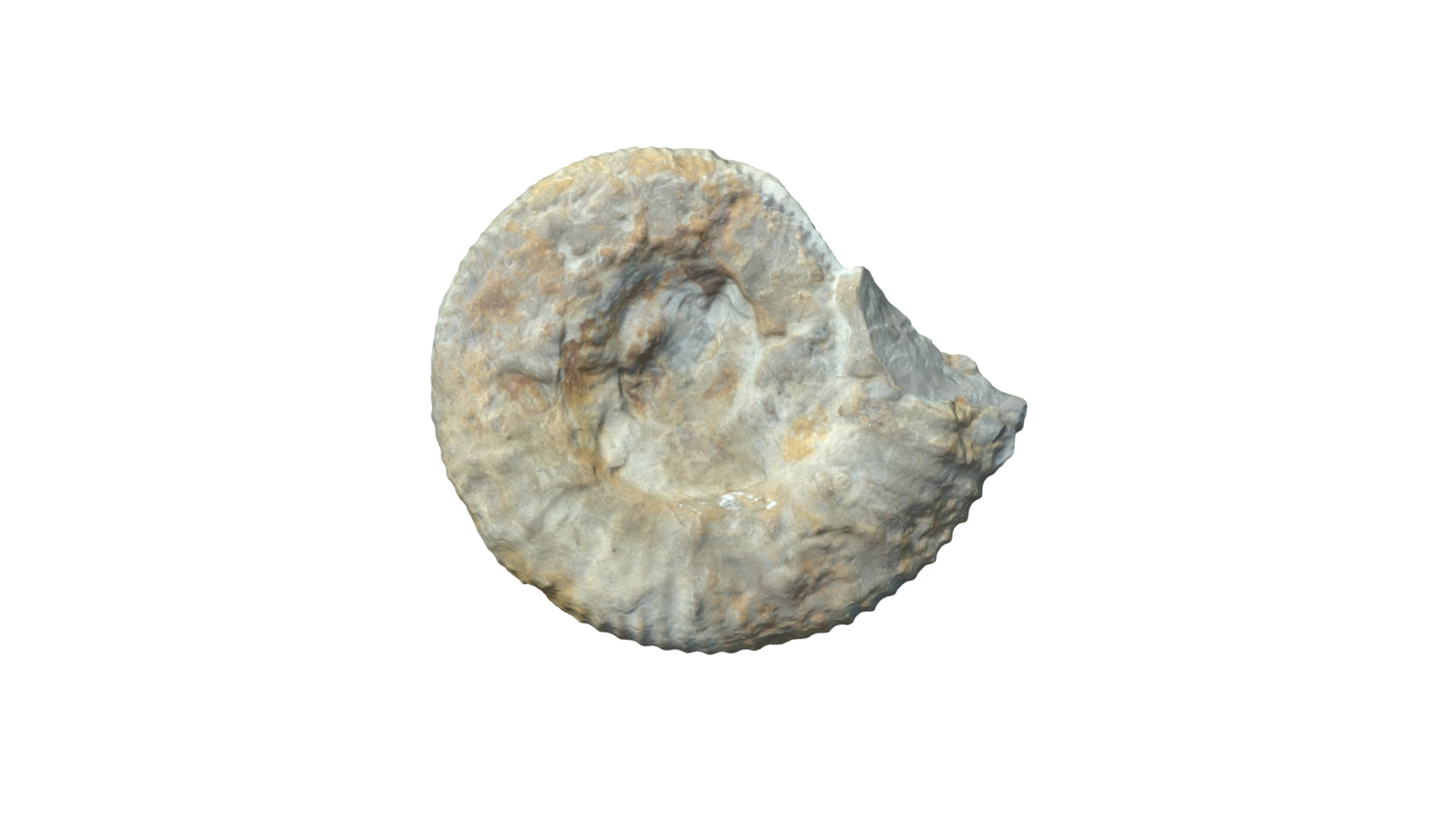 Ammonoidea 2 500k - Download Free 3D model by paul_luap [bb3bef5 ...