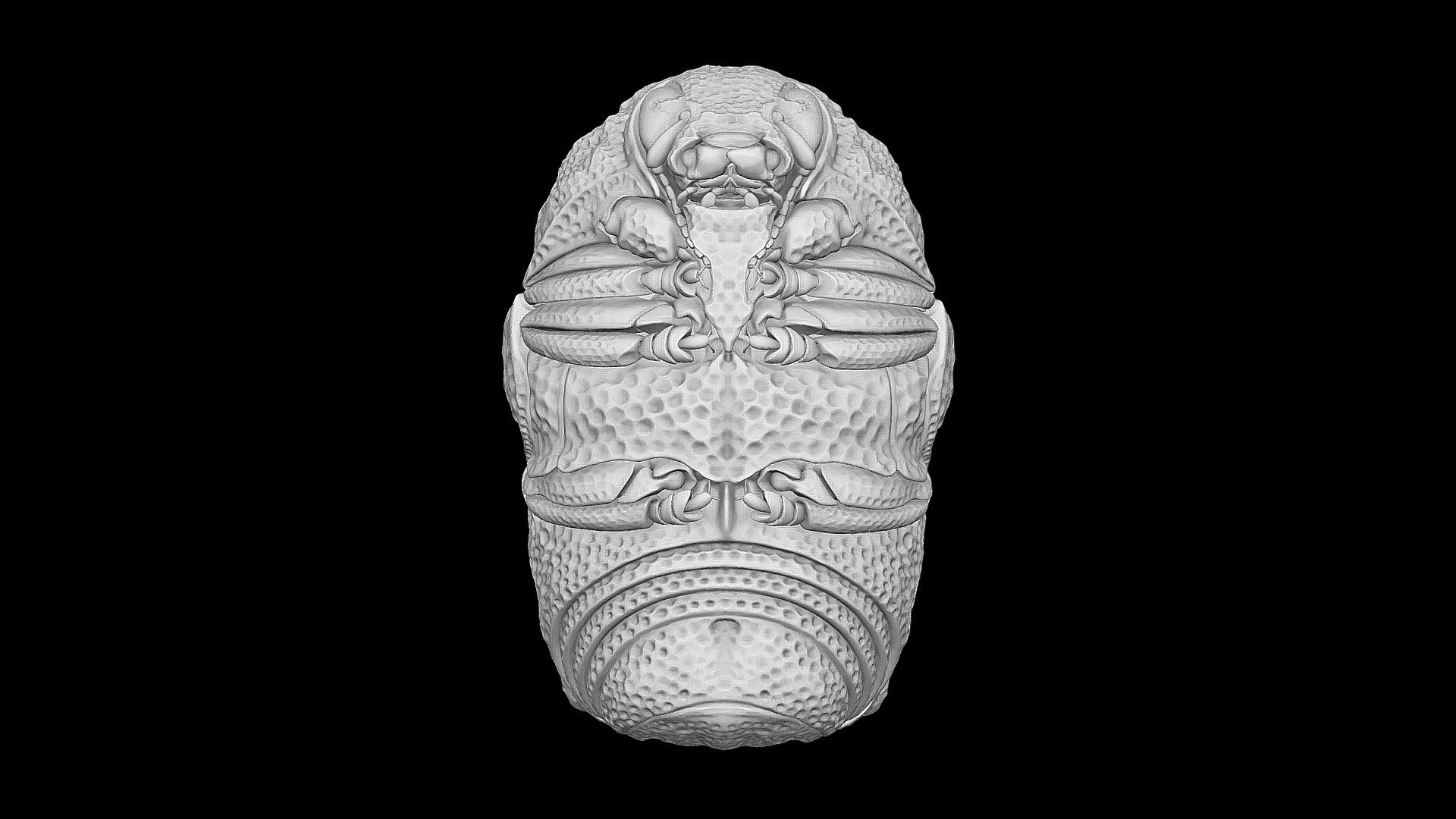Chlamisus Spilotus - 3D model by tunosemi [bb3f6b5] - Sketchfab