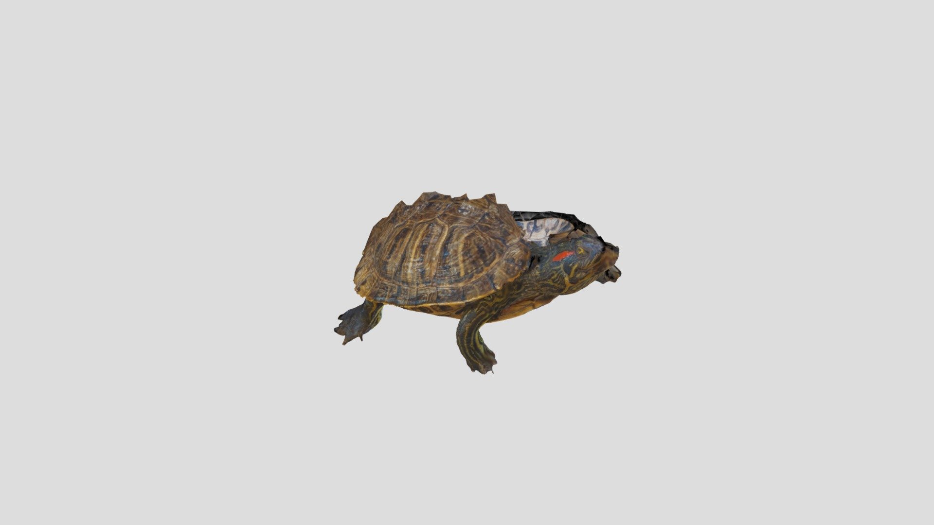 tortuga_model3D_seminari3_BDV - Download Free 3D model by mfabregat3 ...