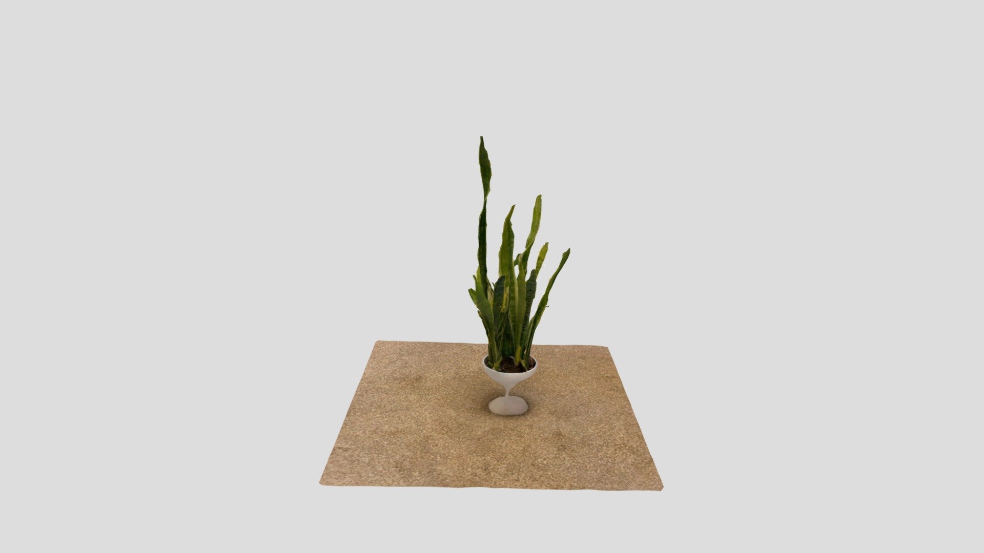 Snake Plant - 3D model by Artogo101 [bb454d8] - Sketchfab