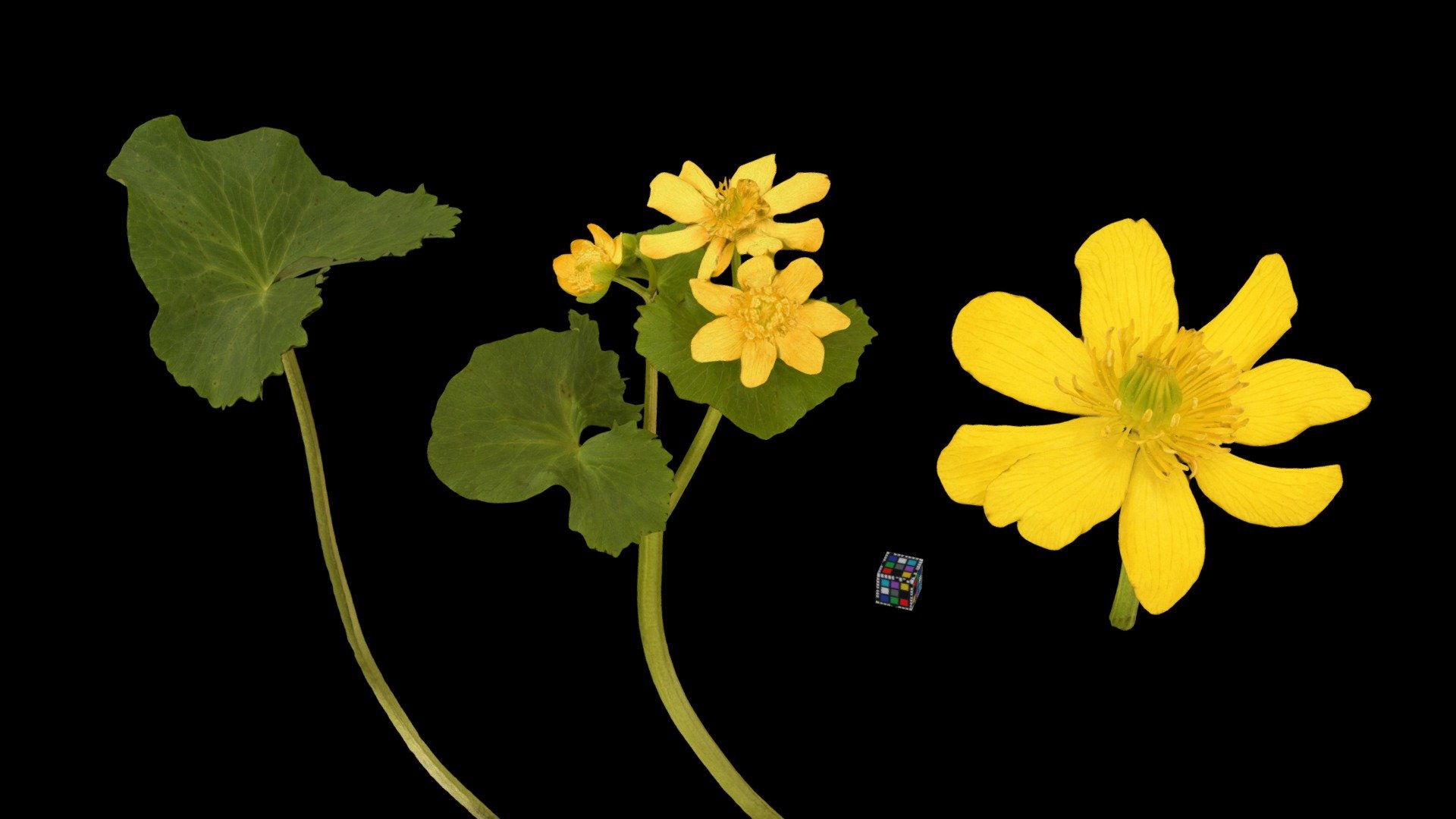 CC0 リュウキンカ Marsh Marigold, Caltha palustris - Download Free 3D model by ...
