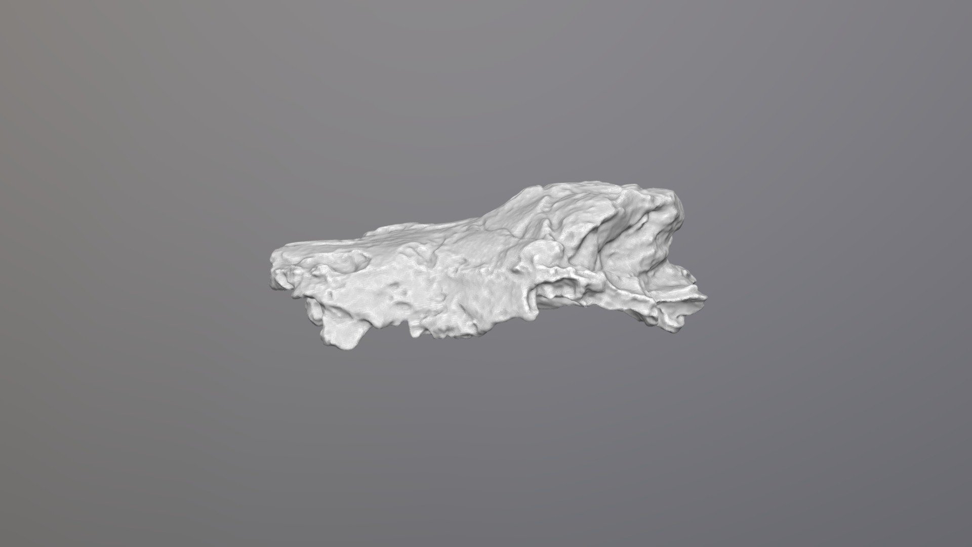 Dvinia prima skull fragment - Download Free 3D model by Paleontological ...
