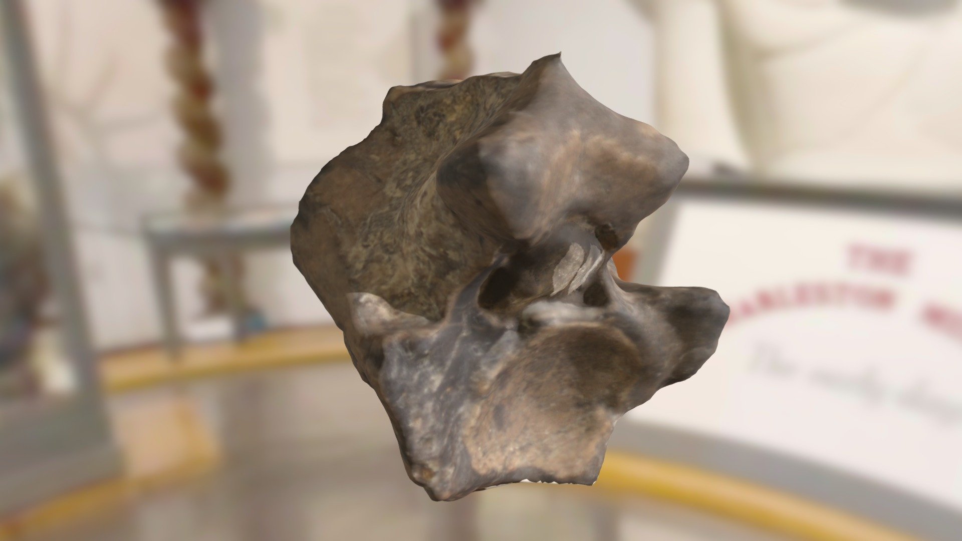 ChM PV5765 - Pterosphenus schucherti vertebra - Download Free 3D model ...