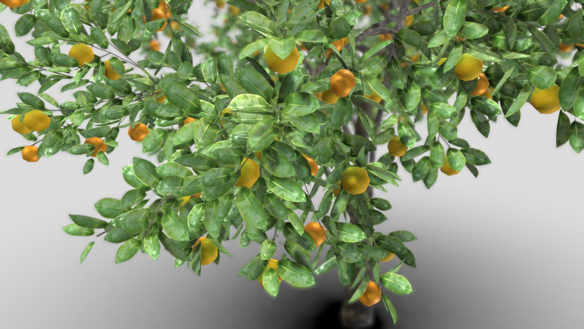 Sweet Oranges Tree - 3D model by Kailash H Kanojia (@KailashHKanojia ...