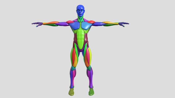 Musculos 3D models - Sketchfab
