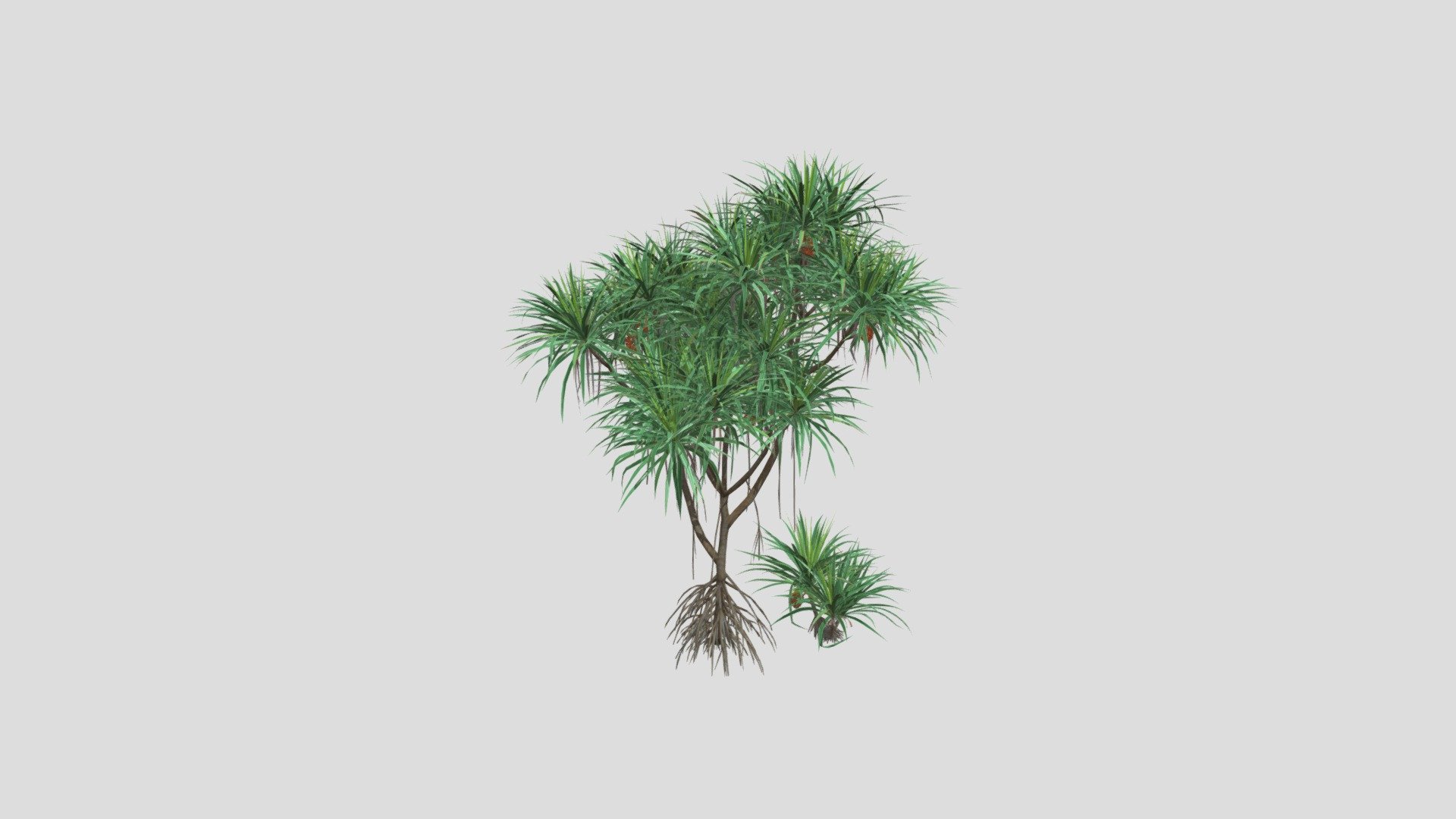 Pandanus - Download Free 3D model by tendo1111 [bb595d7] - Sketchfab