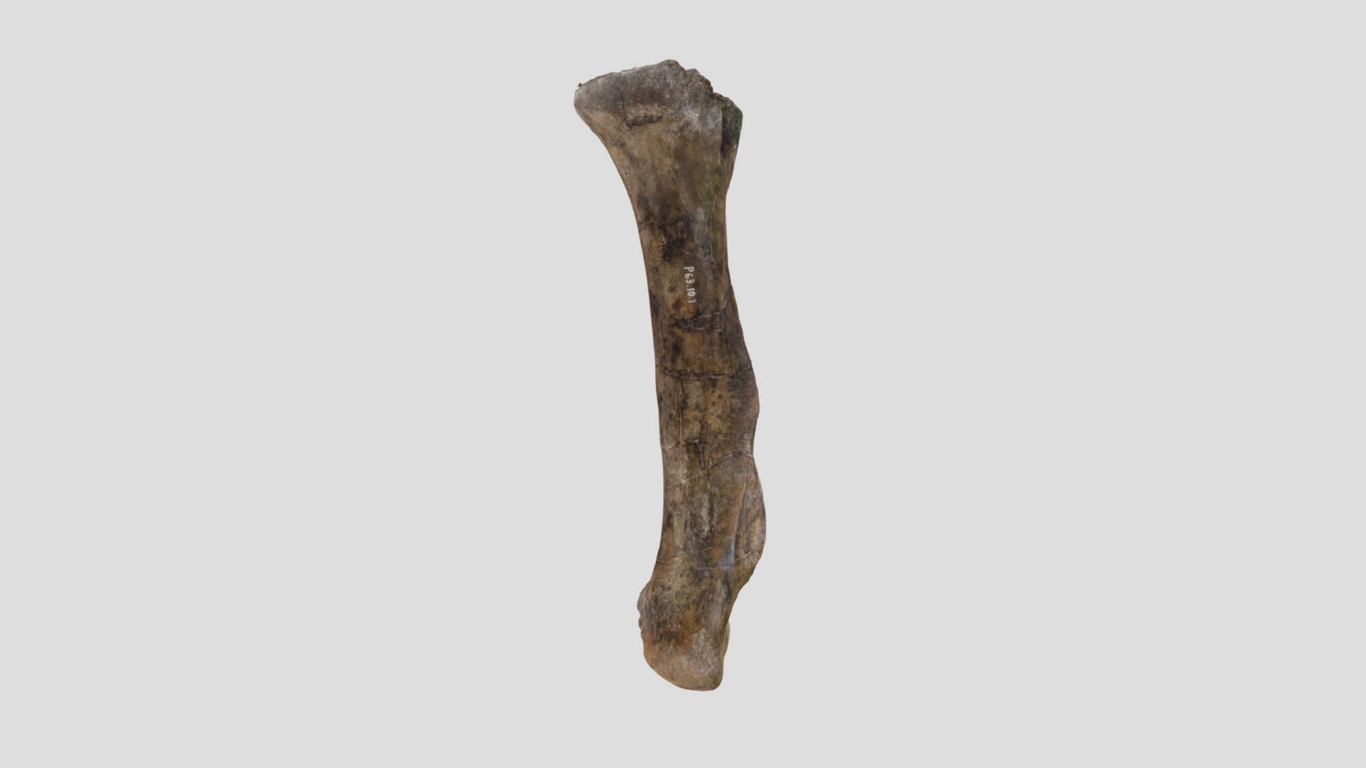 T-rex Toe - 3D model by Jangojips [bb5ab2c] - Sketchfab
