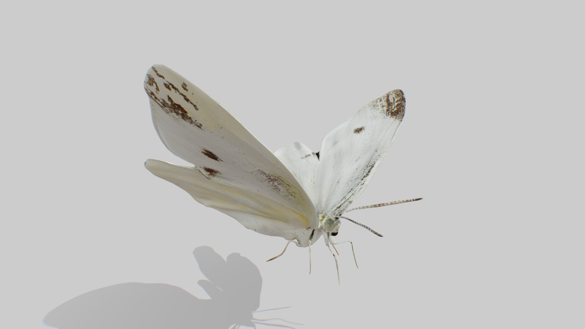 Butterfly 3 (JIP) - 3D model by bunnopen [bb689bd] - Sketchfab