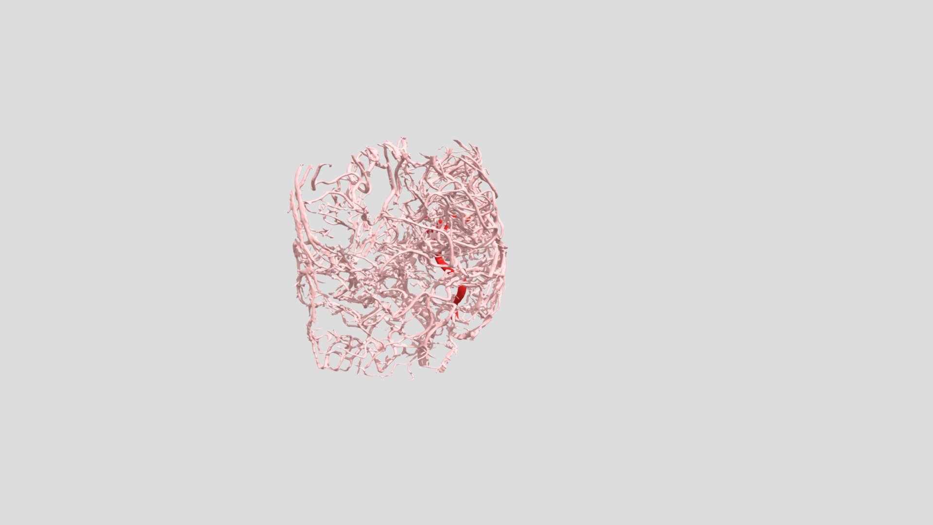 AA - 3D model by 3DCardio [bb6c9ee] - Sketchfab