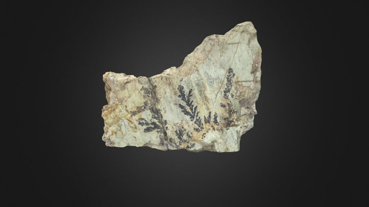 Dendrite 3D models - Sketchfab
