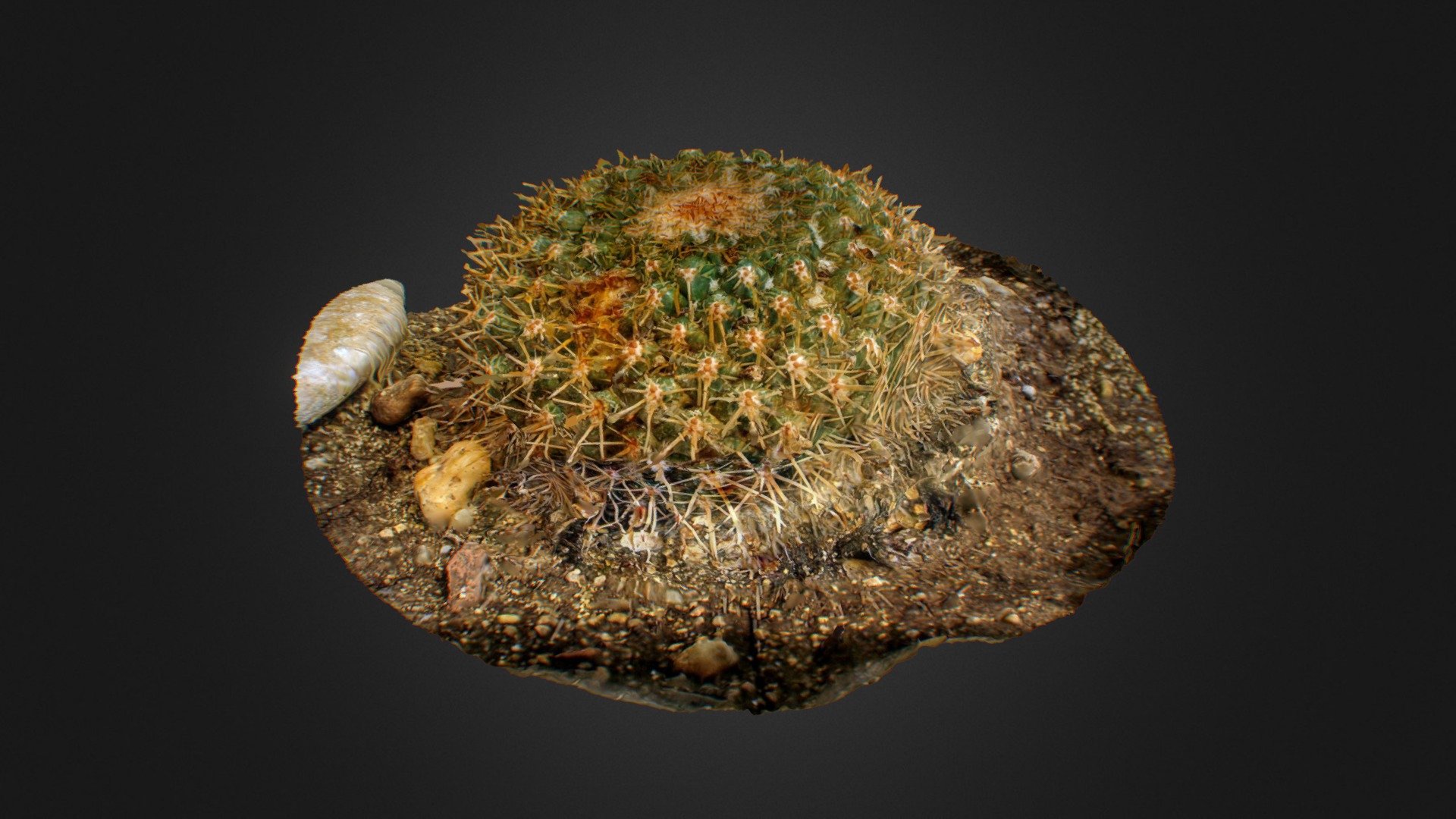 Flat cactus - 3D model by SenYul [bb707ad] - Sketchfab