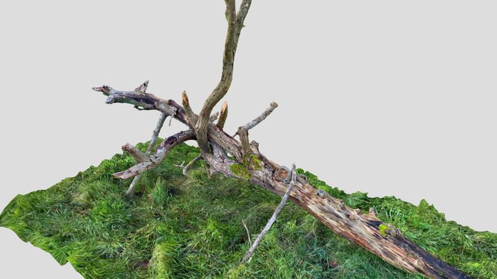 Fallentree 3D models - Sketchfab