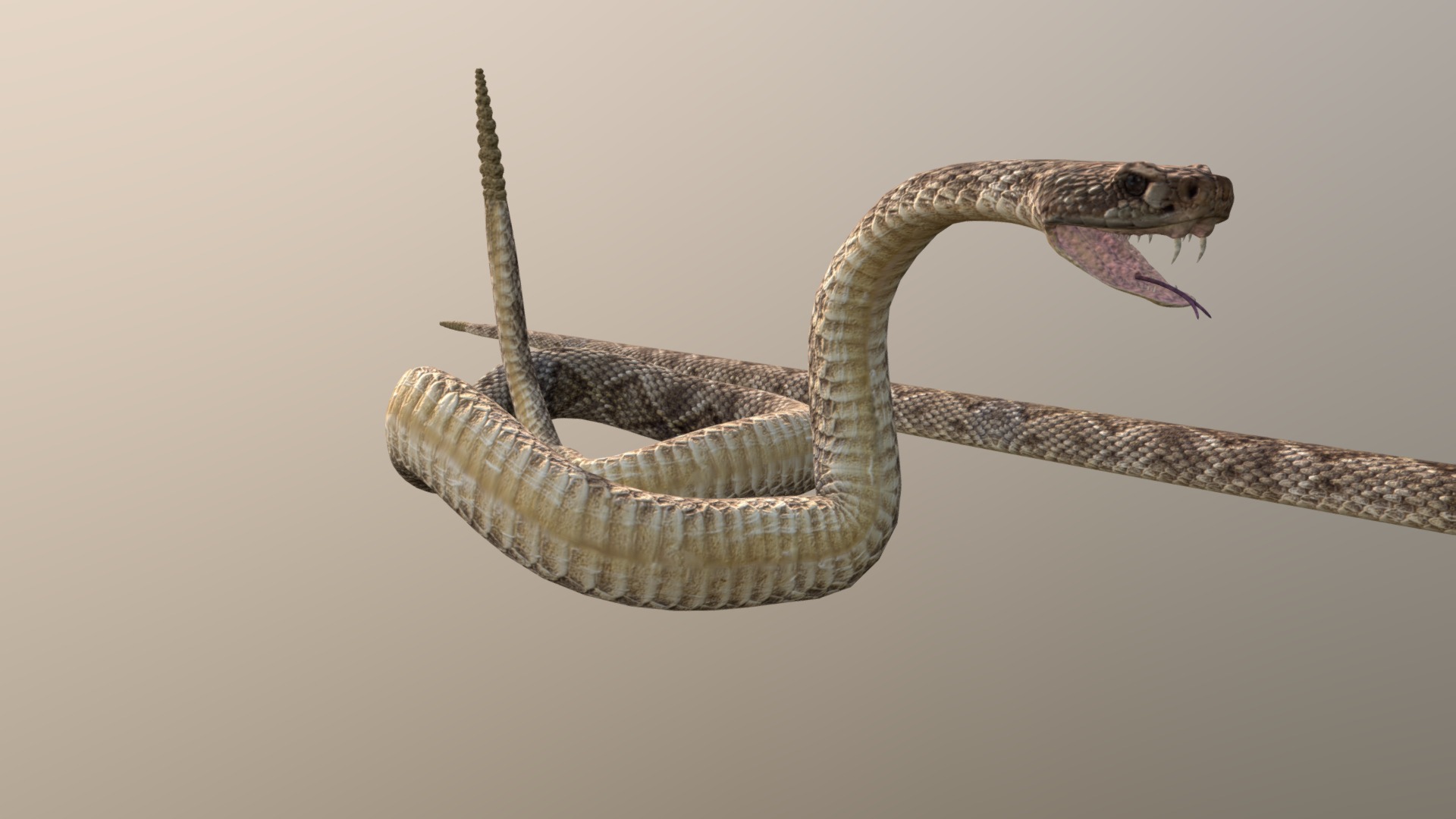 Rattlesnake - Buy Royalty Free 3D model by 3dlowpoly [bb74509 ...