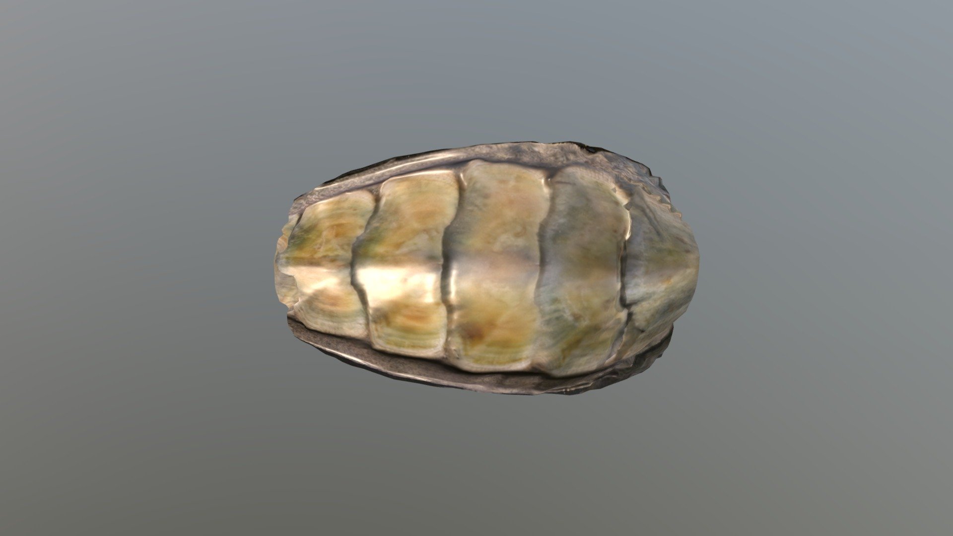 Chiton Ext Din NURBS - Download Free 3D model by deea_jo (@deeajo ...