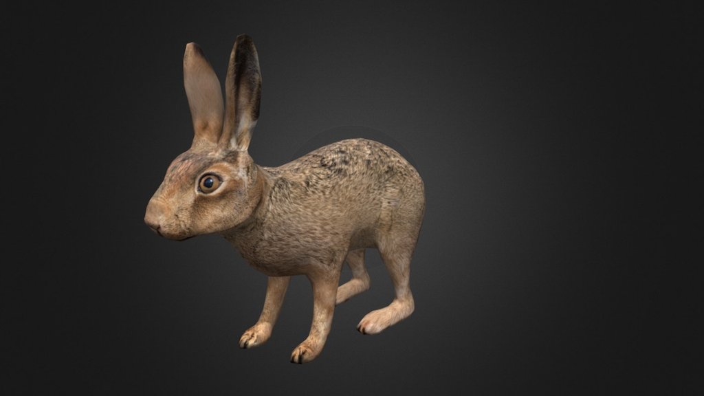 Hare - 3D model by RedDeer (@billl90) [bb7a917] - Sketchfab