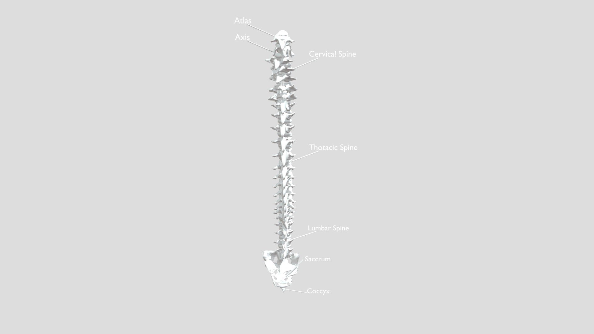 spine_model (1) - 3D model by linj2 [bb8048c] - Sketchfab