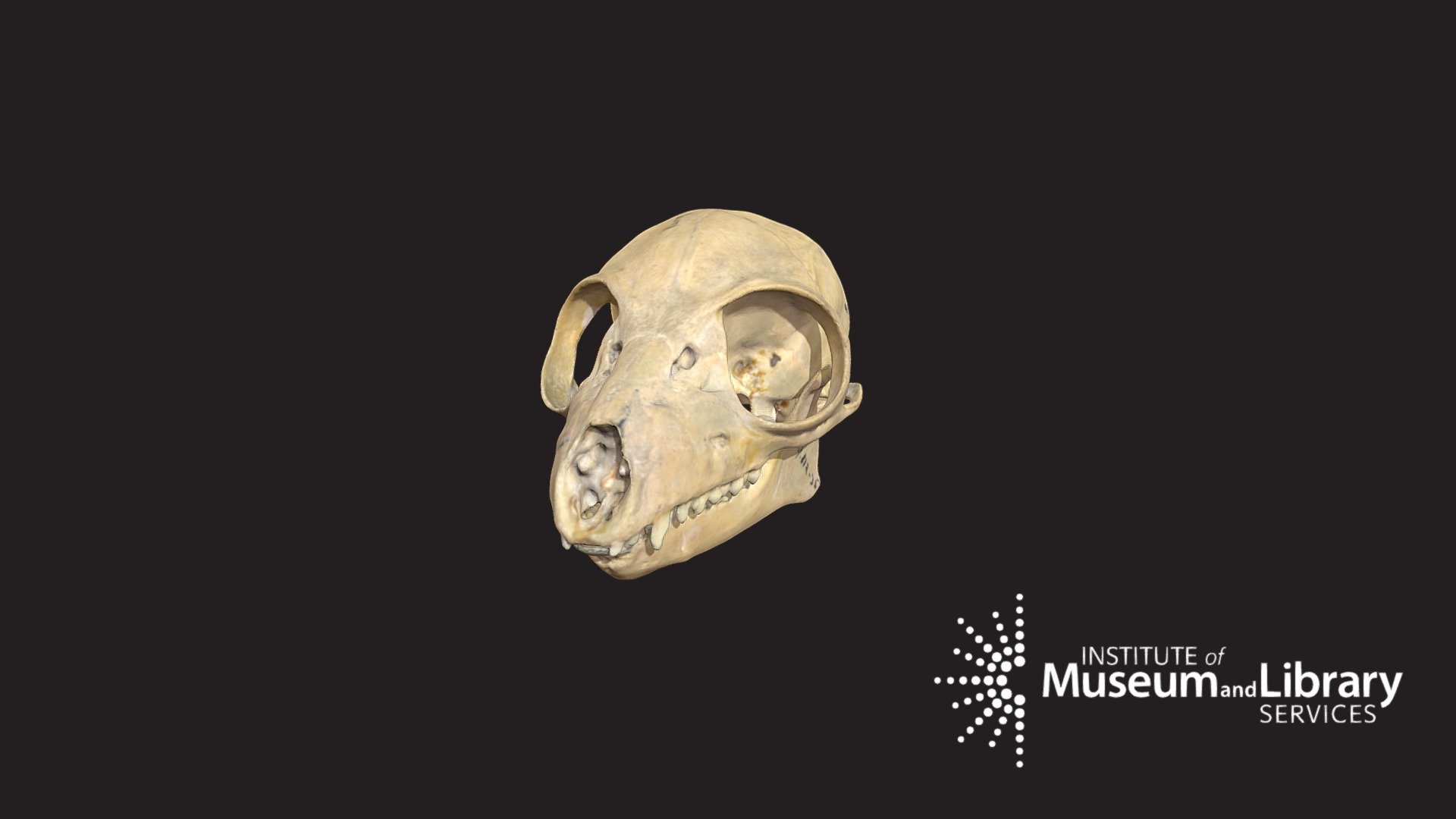 HTB 1456, Ring-tailed Lemur Skull - 3D model by Cleveland Museum of ...