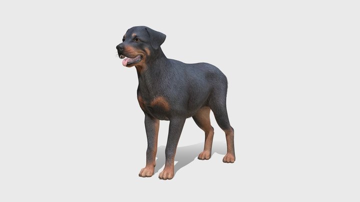 Rottweiler 3D models - Sketchfab