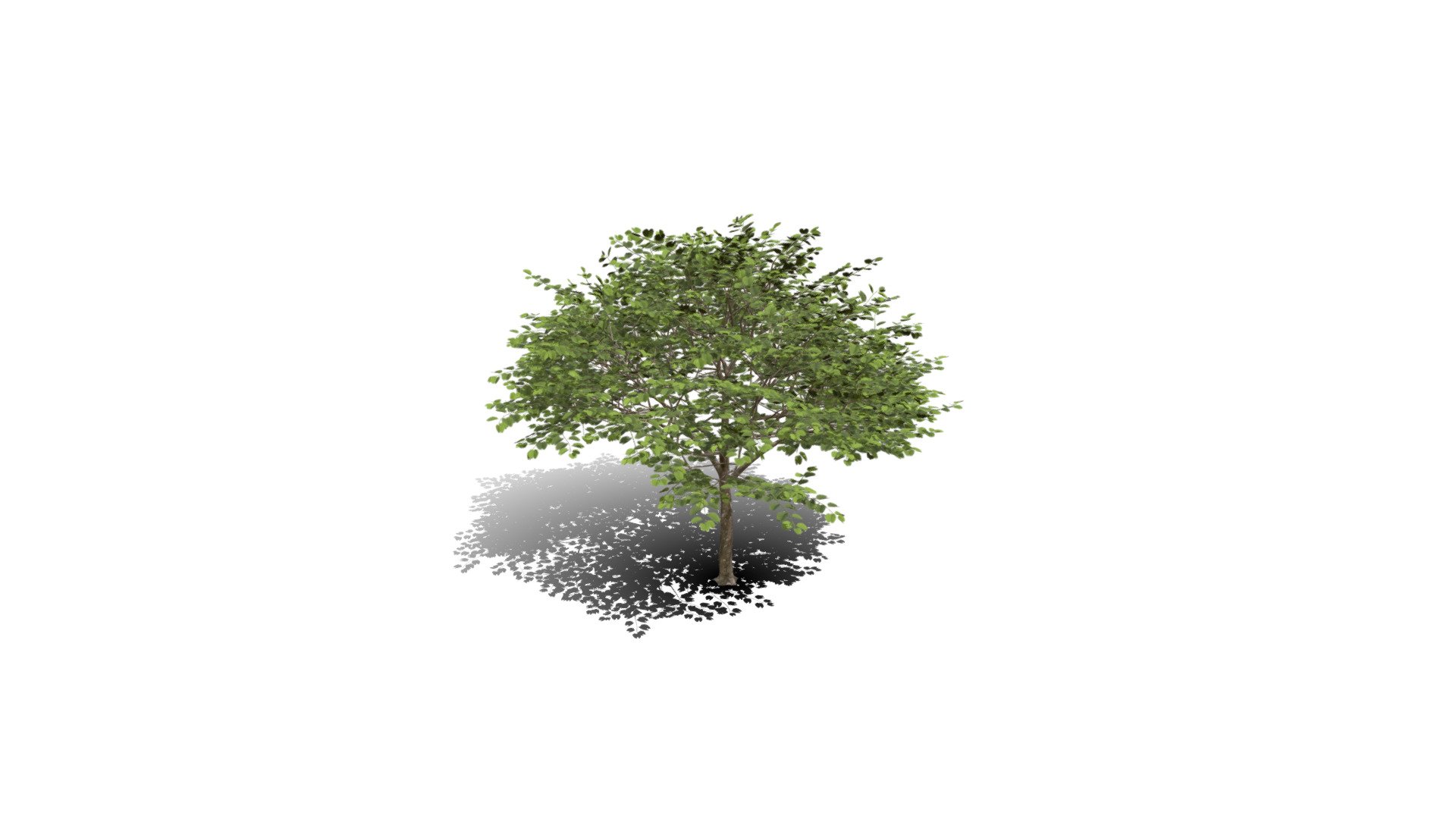Realistic HD Hong Kong orchid tree (24/40) - Buy Royalty Free 3D model ...