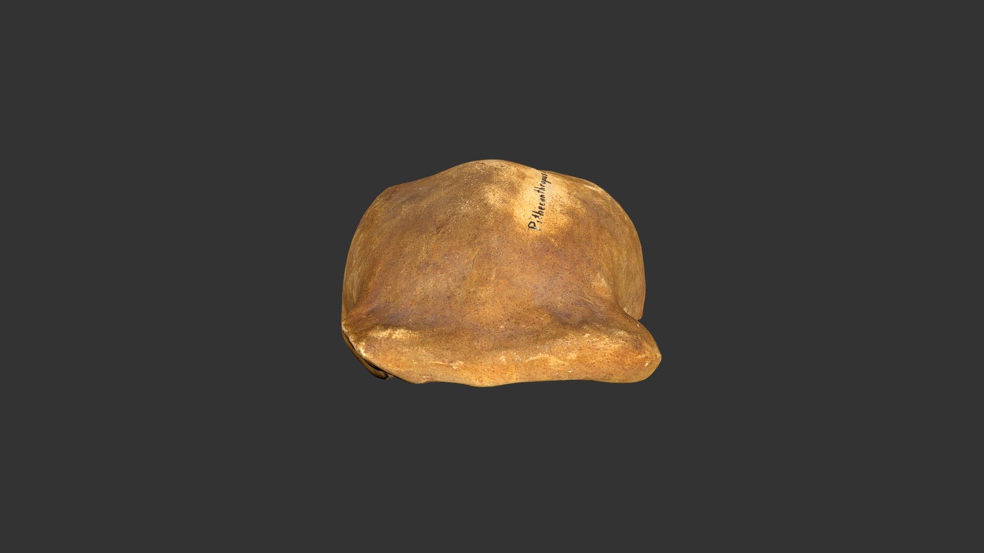 Homo erectus (Trinil 2) (433rp1) - Download Free 3D model by RLA ...