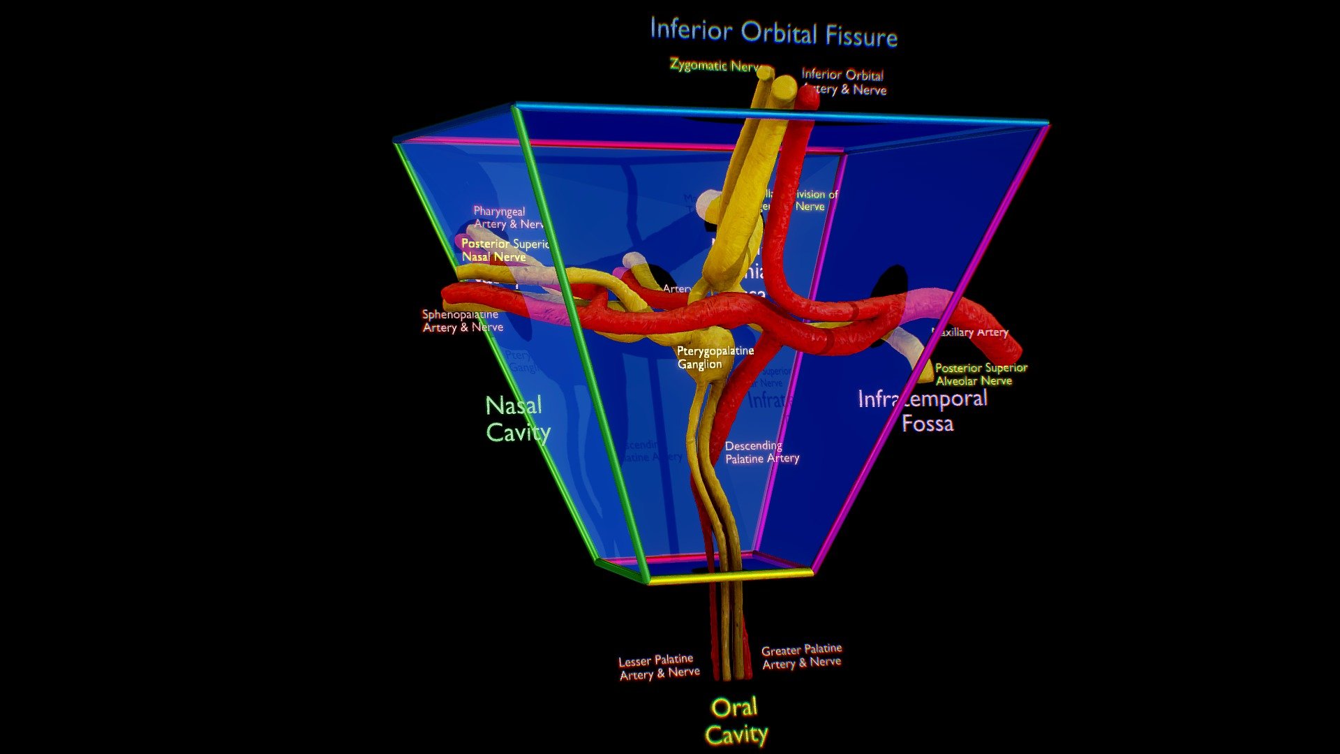 Pterygopalatine Fossa Diagram - 3D model by SBCVL_UCSF [bb926ff ...