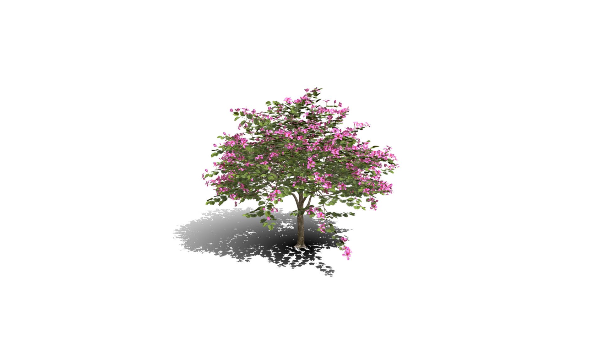 Realistic HD Hong Kong orchid tree (12/40) - Download Free 3D model by ...