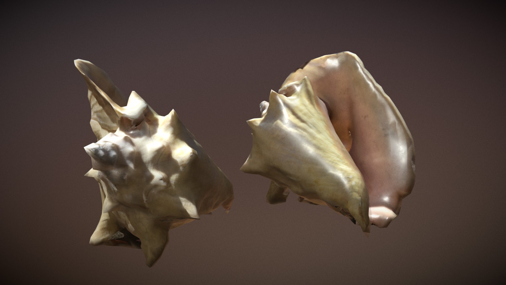 Bahama Conch Shell - 3D model by gustav (@gustav.brunegard) [bb94ccd ...