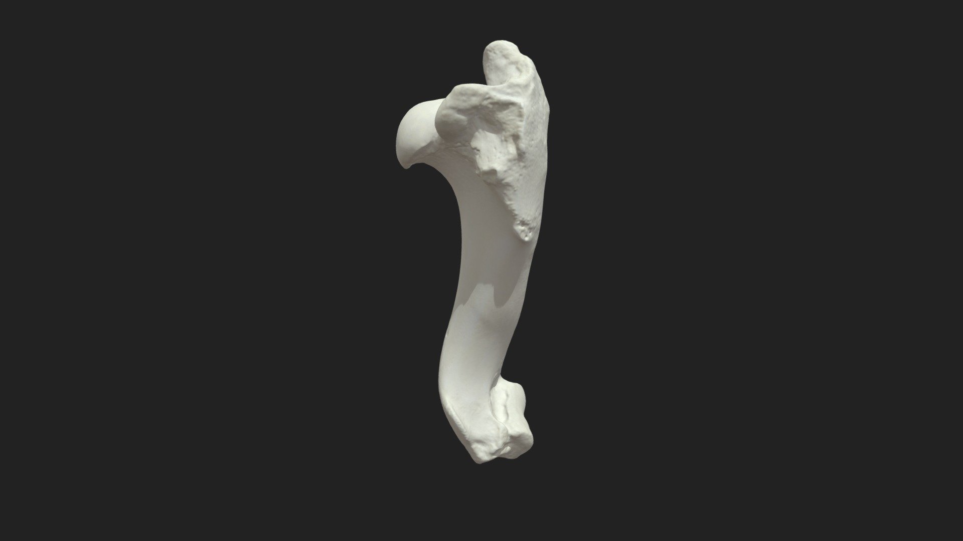 brachial bone (humerus) pig - 3D model by vetanatMunich [bb9681b ...