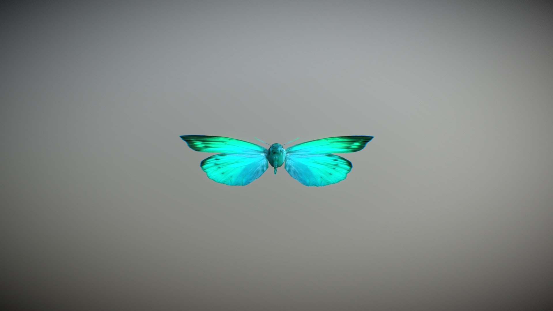 butterfly - 3D model by mamun181 [bb9e5de] - Sketchfab