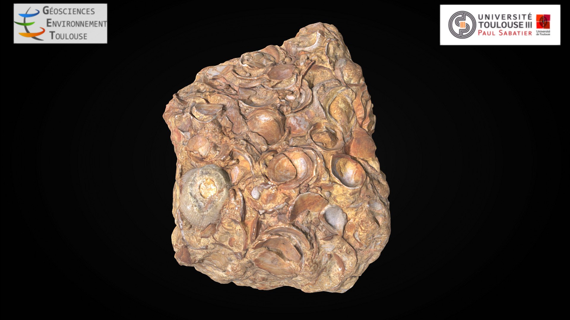 lumachelle - Download Free 3D model by Marc de RAFELIS (@derafelis ...