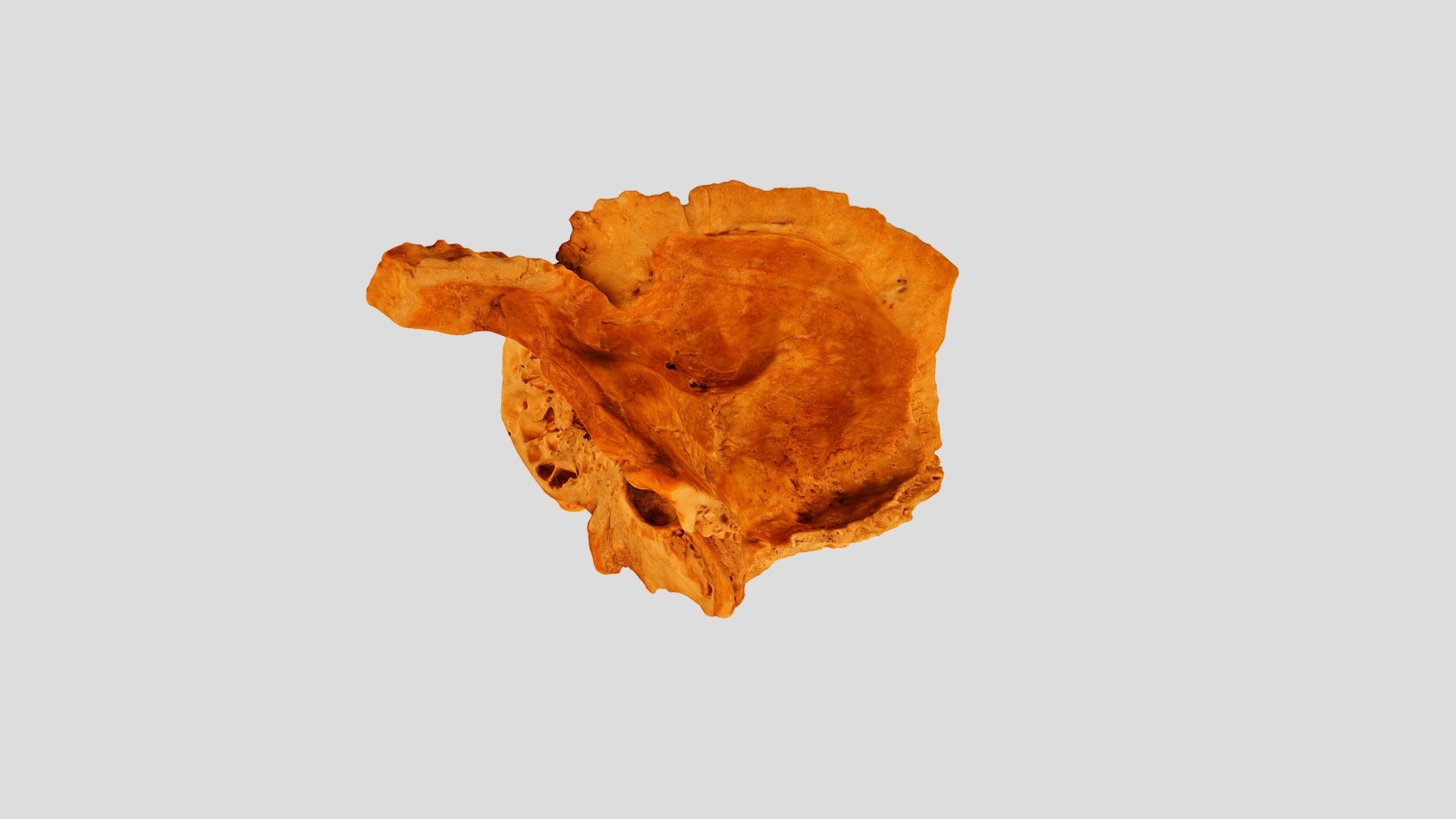 Section: temporal bone (left) - 3D model by kucharm [bbaac74] - Sketchfab