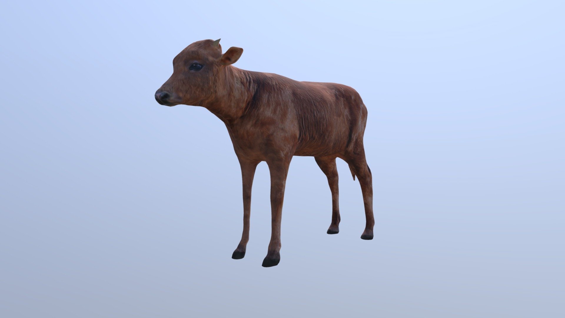 Calf - Buy Royalty Free 3D model by 3dlowpoly [bbb9ea7] - Sketchfab Store