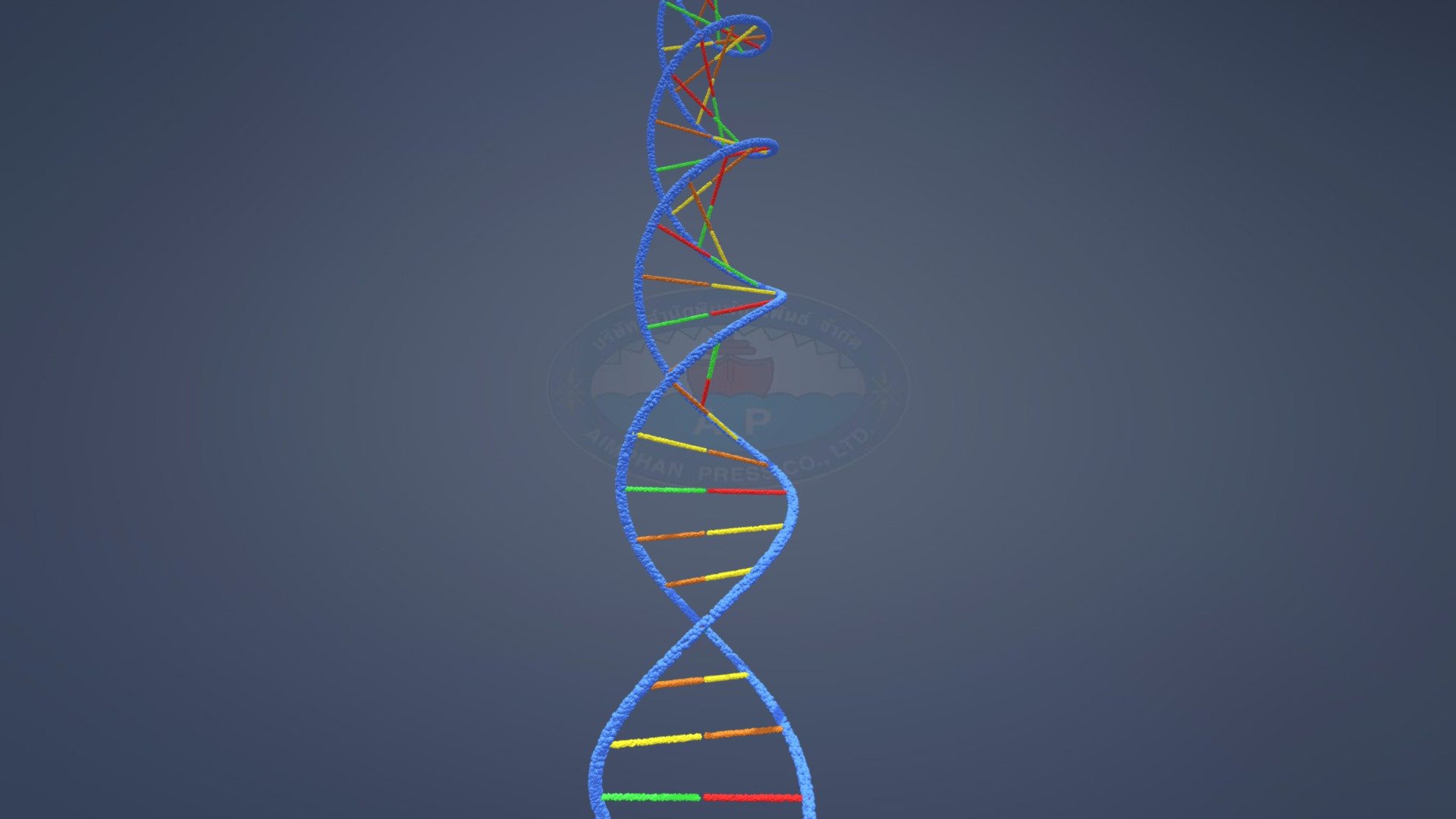 Dna - 3D model by Aimphanpress [bbbc508] - Sketchfab