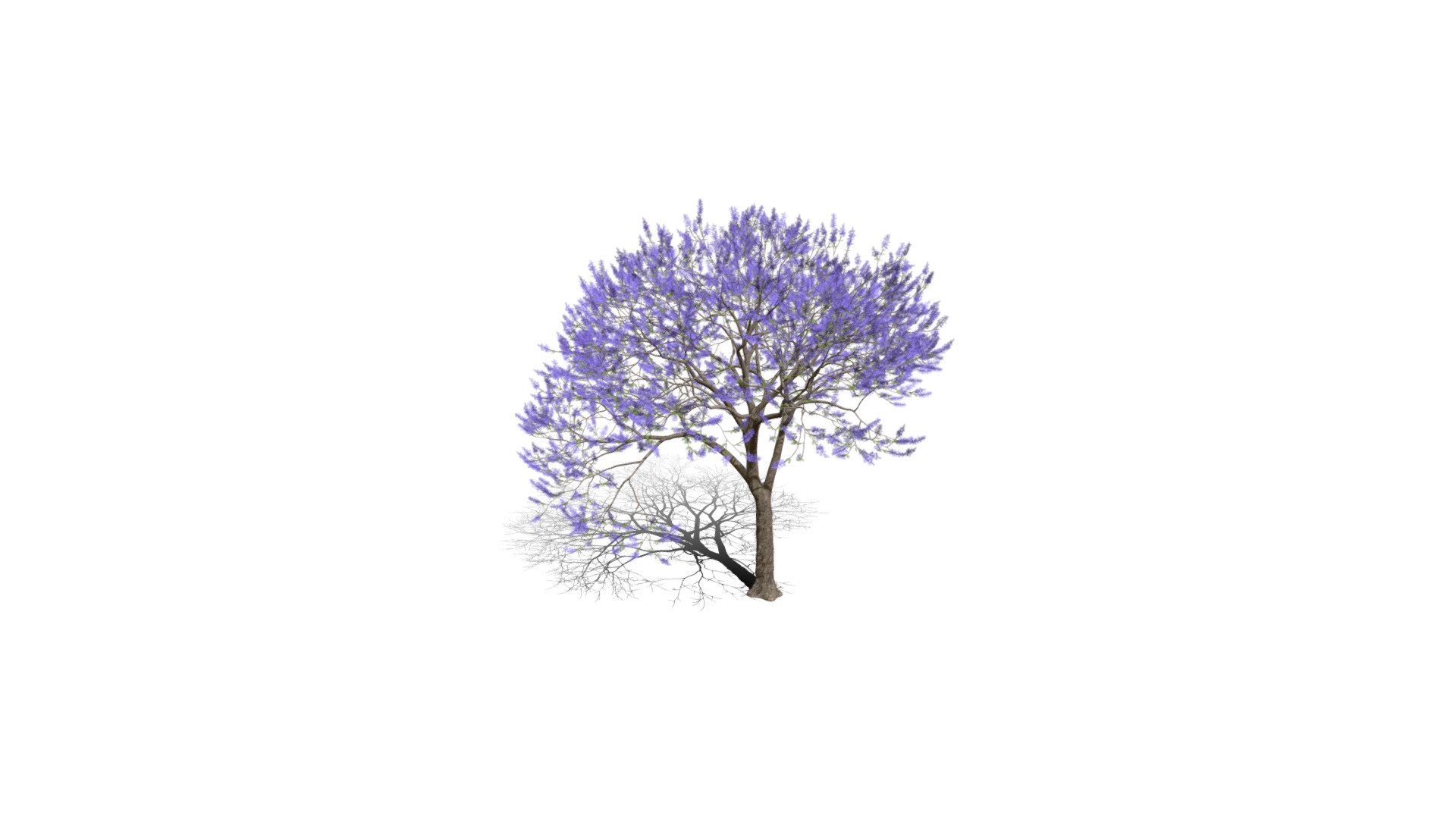 Realistic HD Blue jacaranda (4/40) - Download Free 3D model by ...
