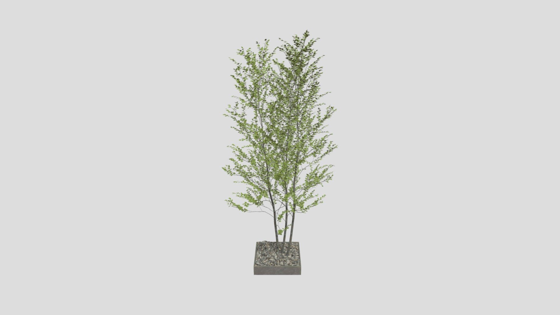 tree 28 AM207 Archmodel - Buy Royalty Free 3D model by Evermotion ...