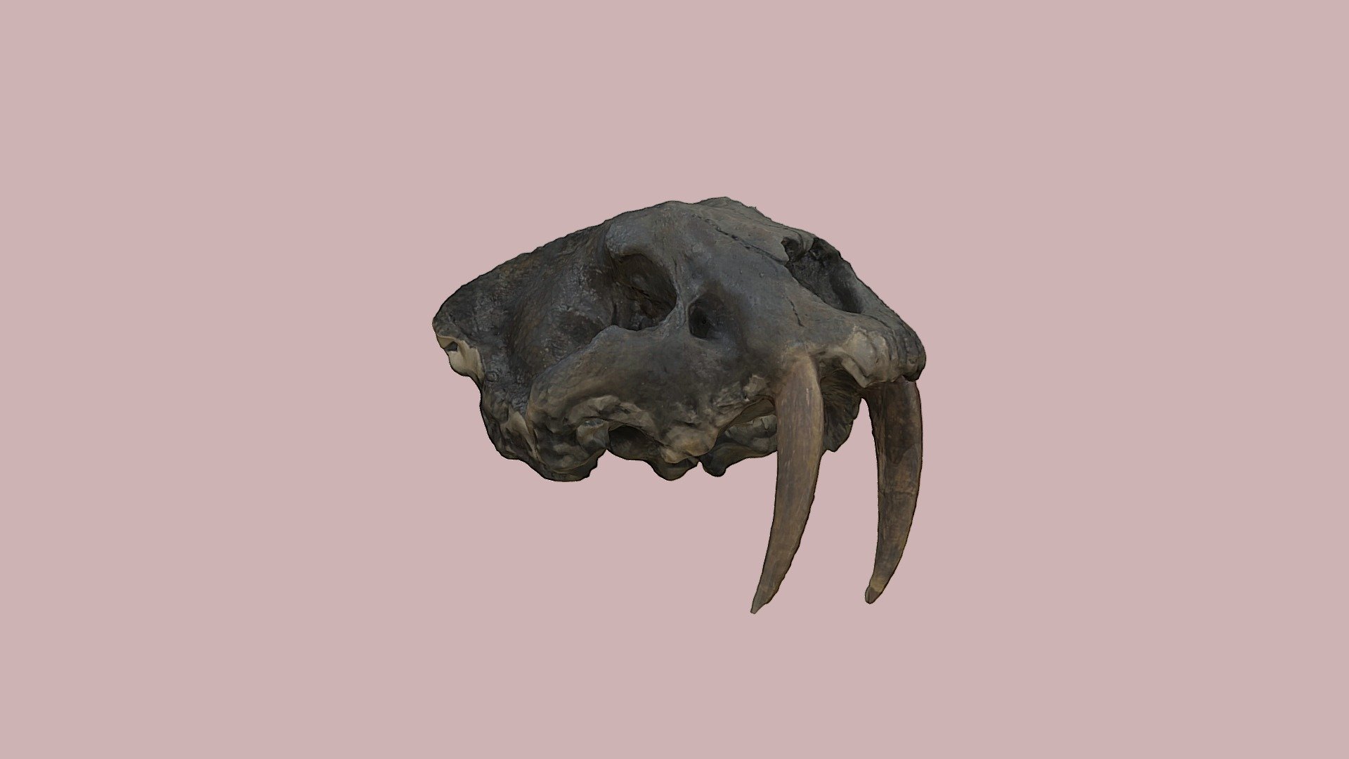 Smilodon Download Free 3d Model By Redpath Museum Isamedta