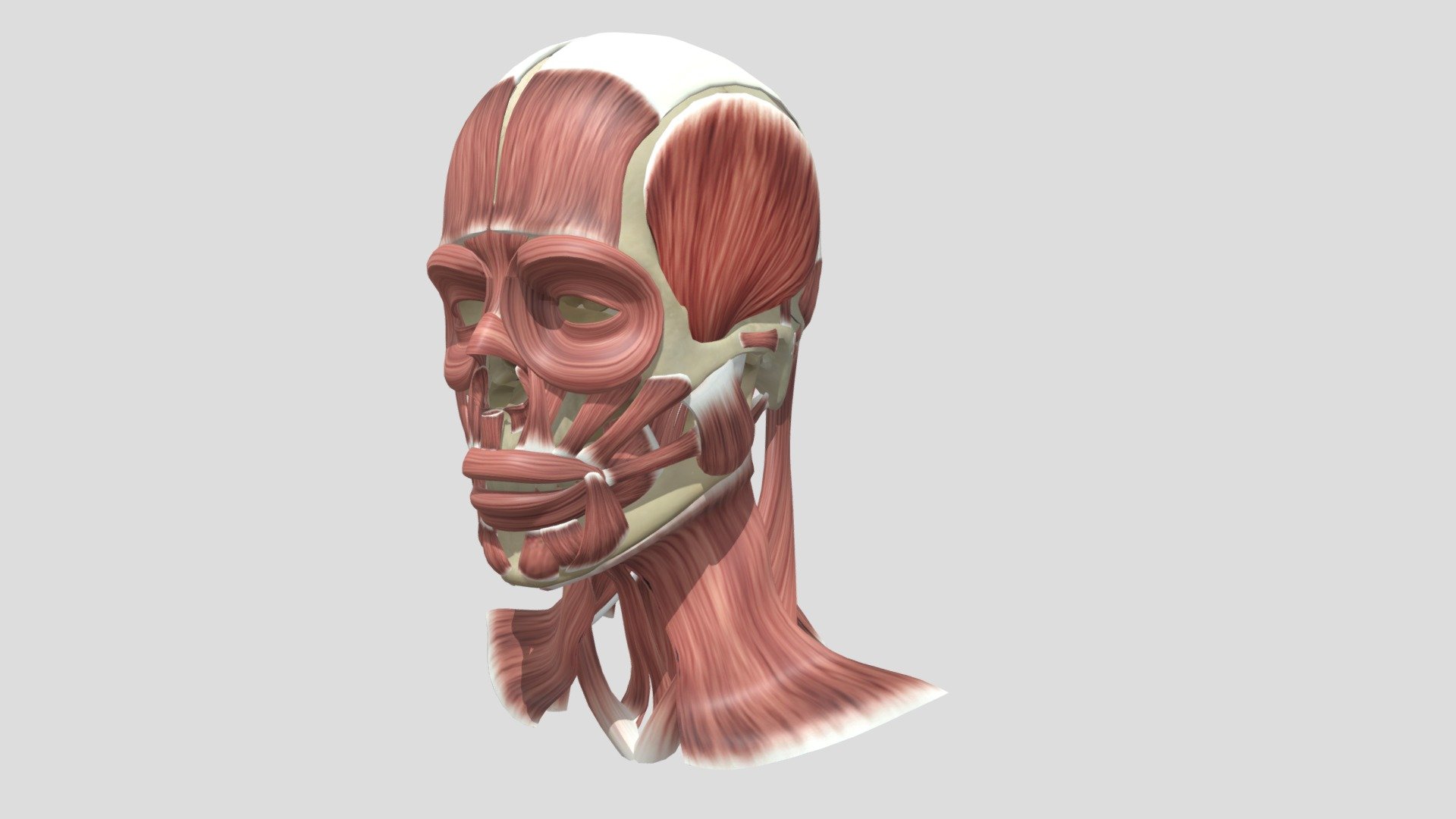 Musculos de la cara - 3D model by cunimad [bbd2c12] - Sketchfab