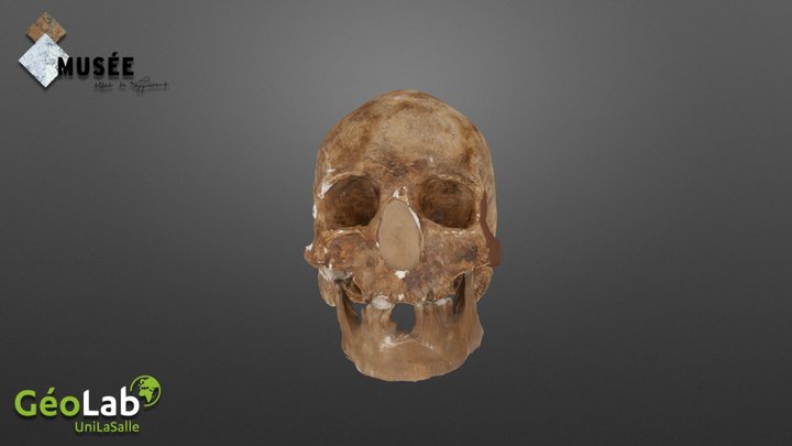 Cro Magnon Skull