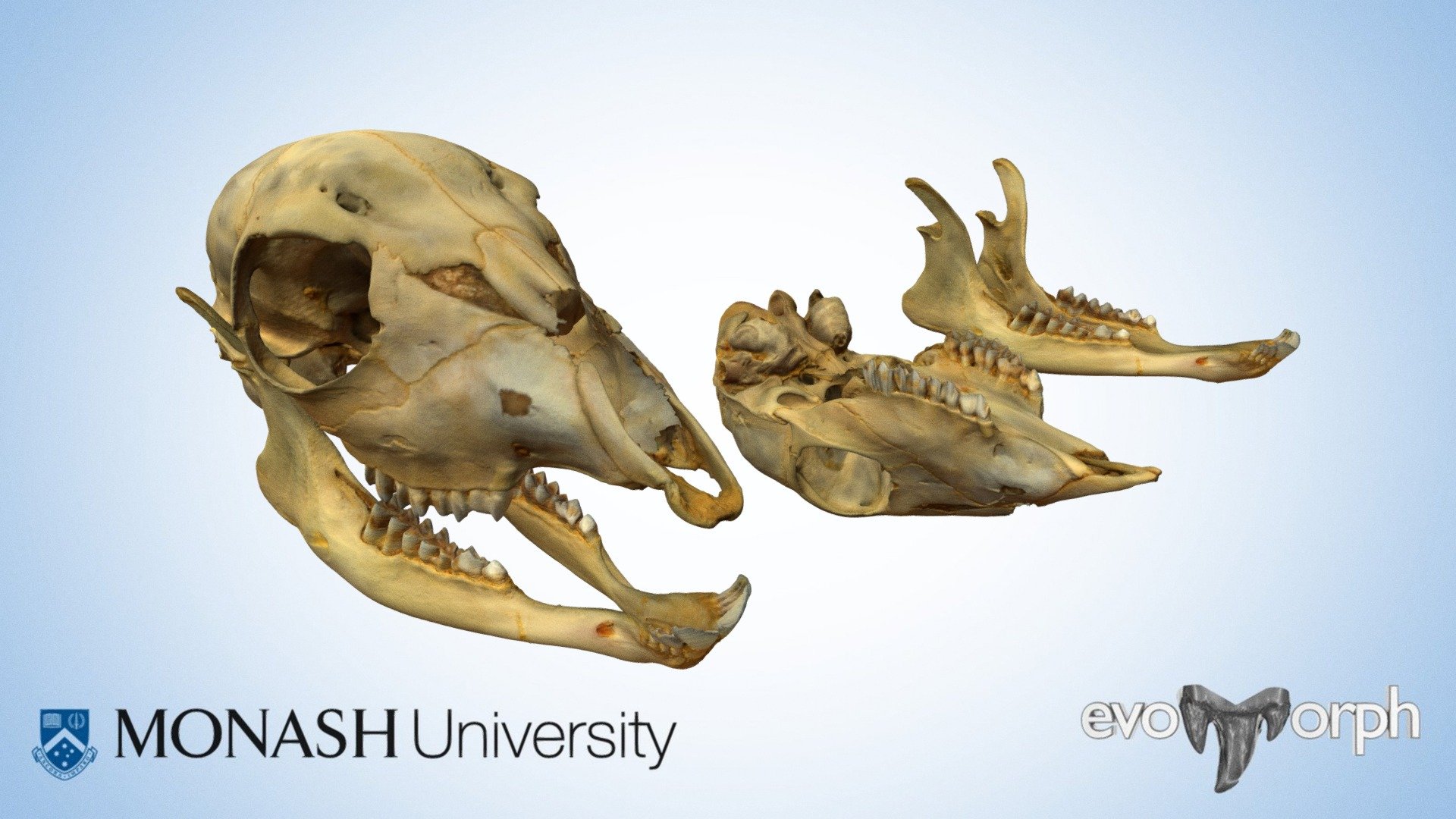 Skull and teeth from a Suni Antelope - 3D model by Evans EvoMorph Lab ...