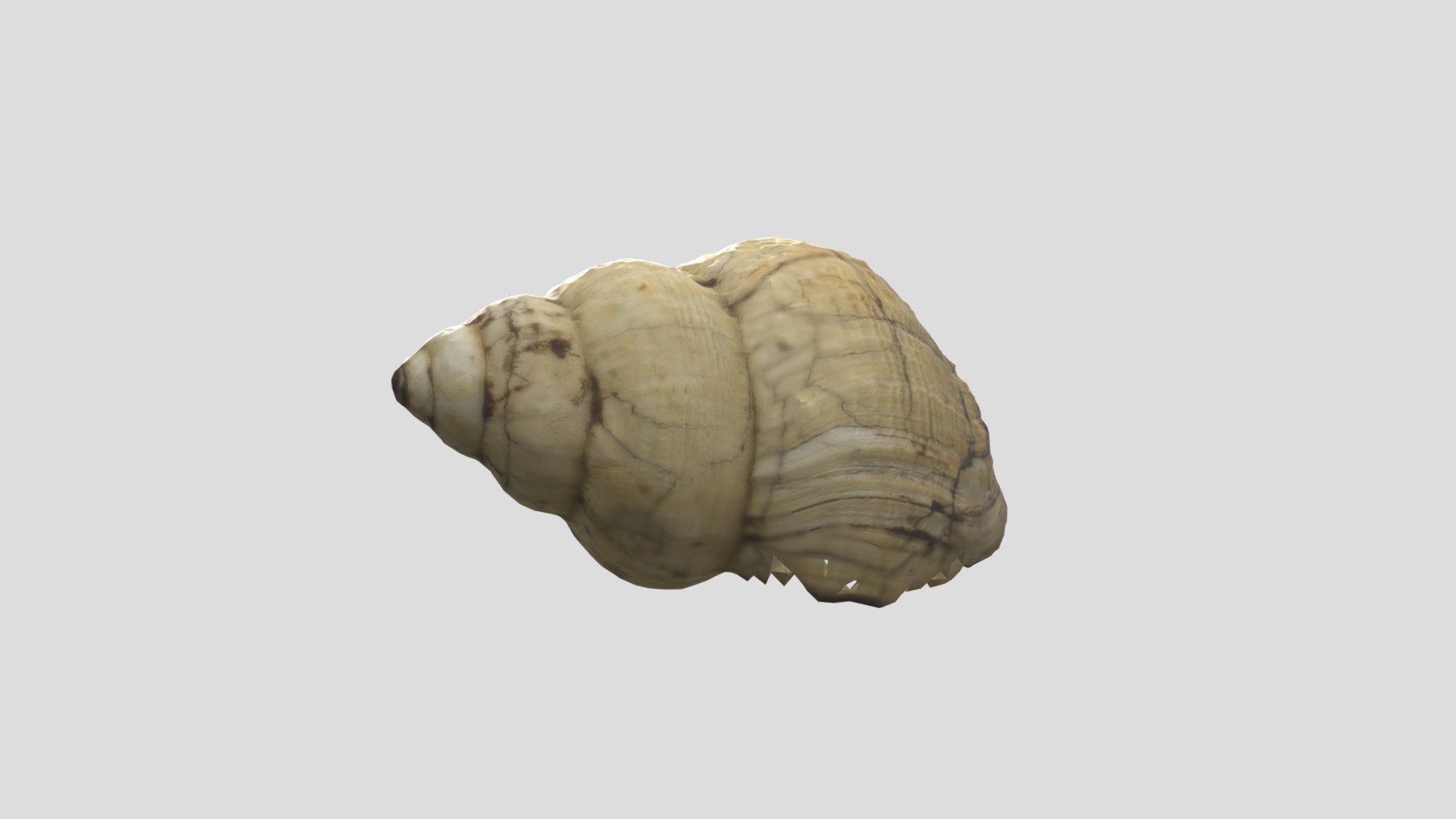 White Prehistoric Snail Shell - 3D model by Jangojips [bbd6c12] - Sketchfab