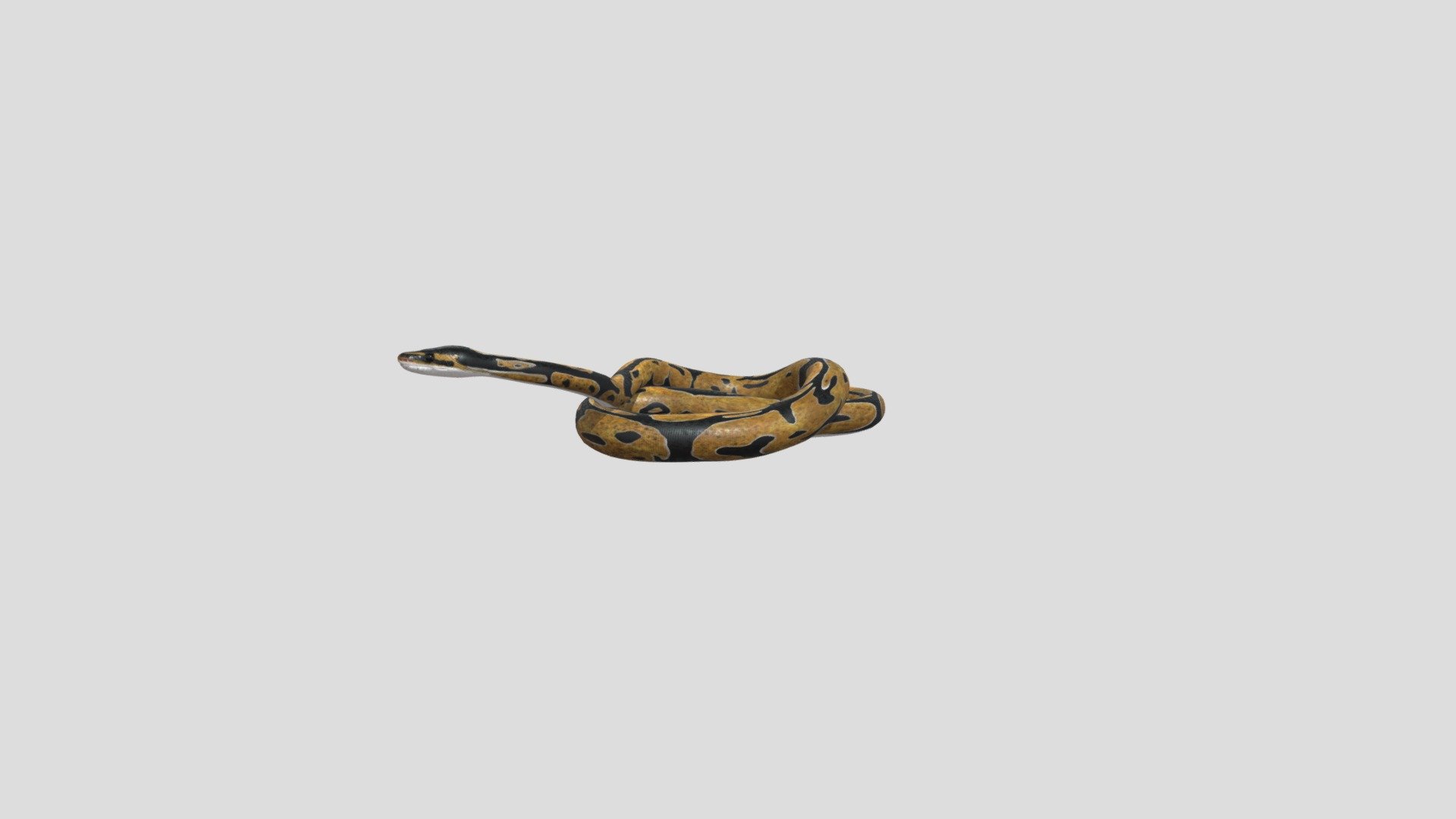 Snake - Buy Royalty Free 3D model by Phil3D (@philosophie) [bbe7f74 ...