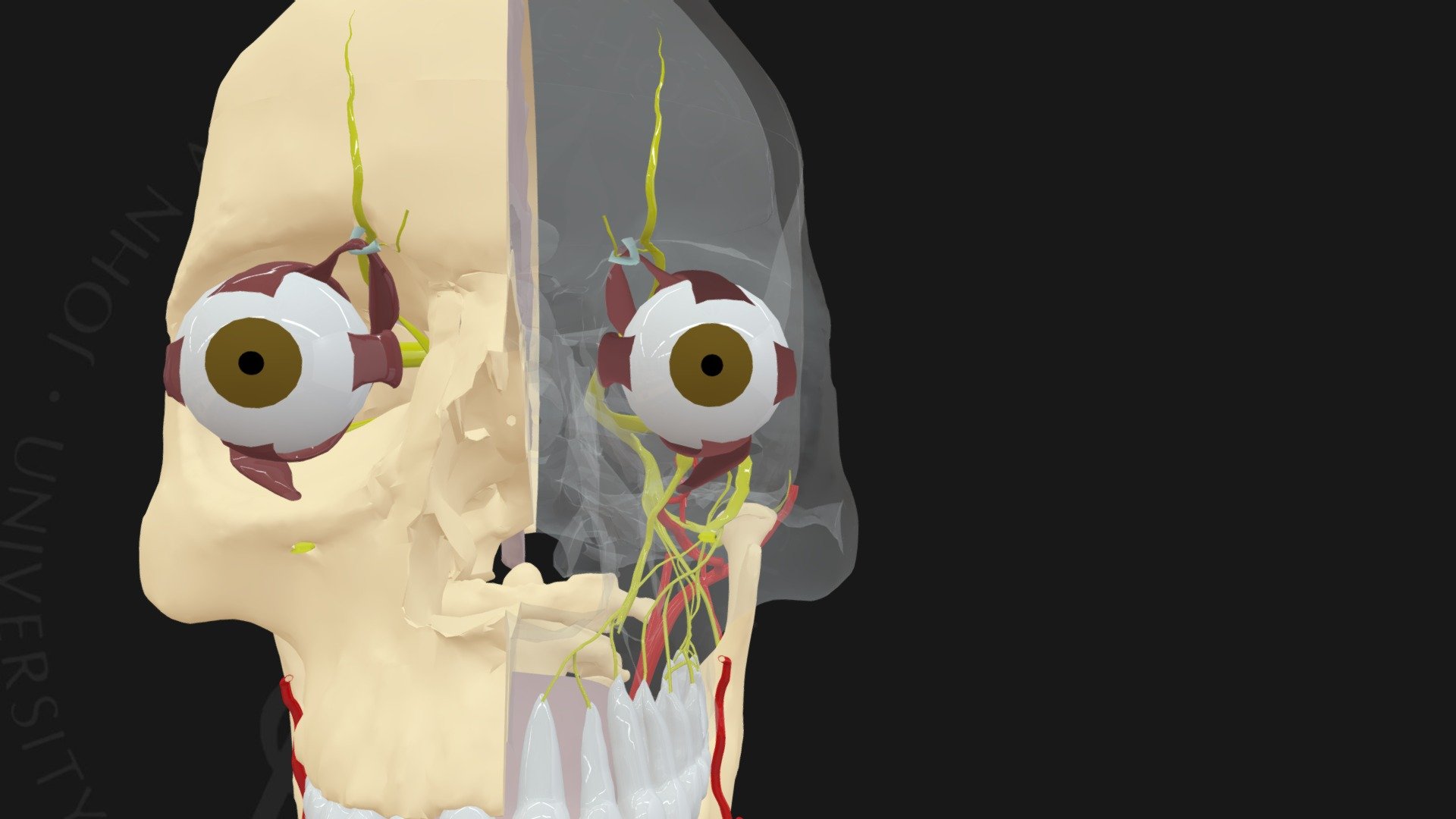 Extraocular eye muscles - 3D model by John A Burns School of Medicine ...