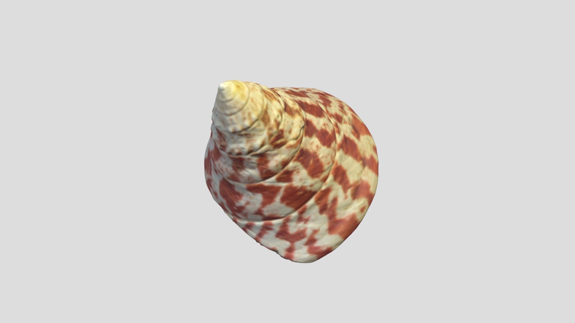 Shell - 3D model by marakes [bbf3a38] - Sketchfab