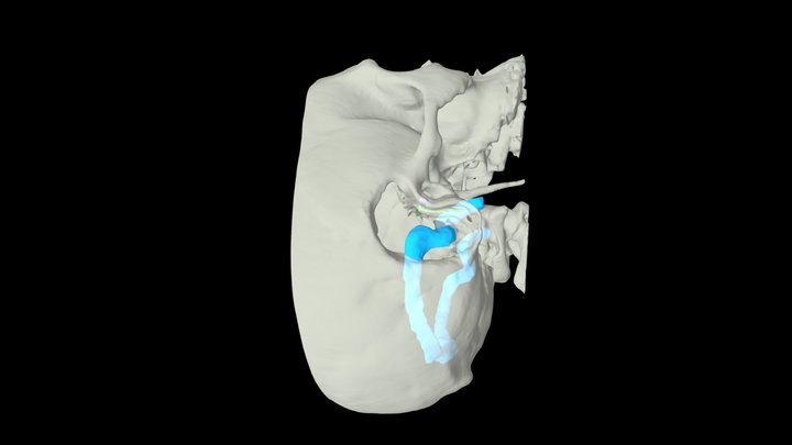Skull-base 3D models - Sketchfab
