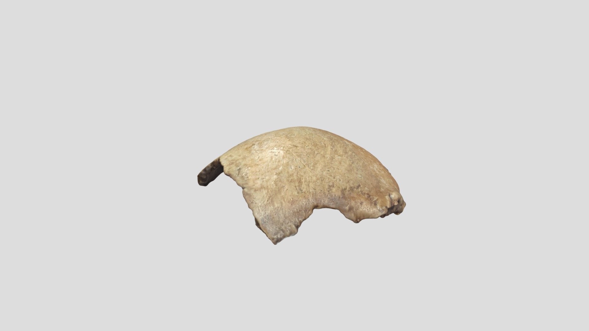 Hueso Parietal - 3D model by ANATOMIA III_TERCERO B (@Anthony_Centeno ...