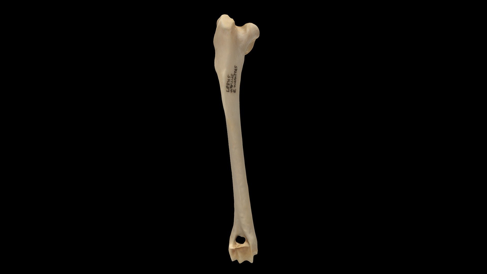 Artic Hare (Lepus arcticus), Right Humerus - 3D model by UWLzooarch ...
