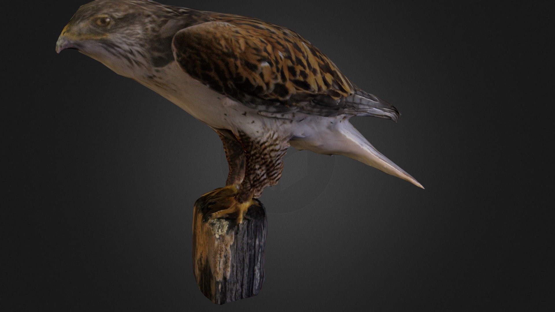 Ferruginous Hawk - 3D model by Doug Gann (@douggann) [bc0f850] - Sketchfab